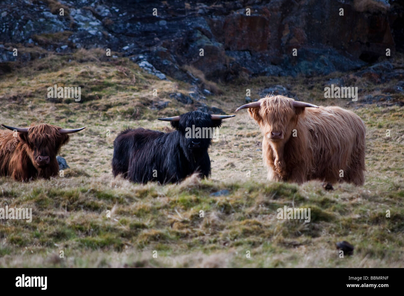 Kyloe cattle hi-res stock photography and images - Alamy