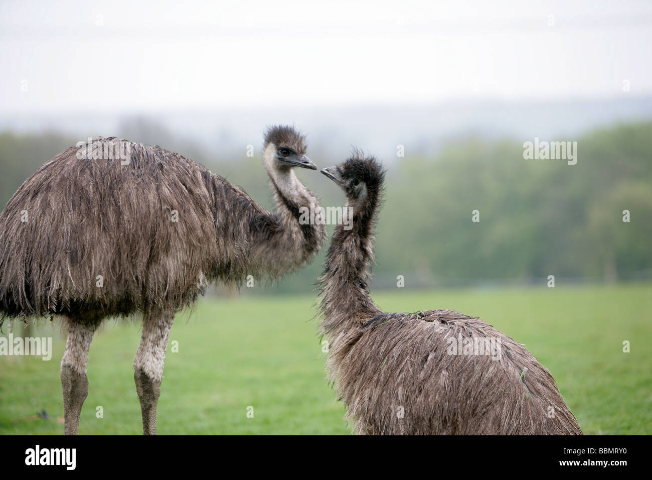 A young male and female Emu together Stock Photo - Alamy