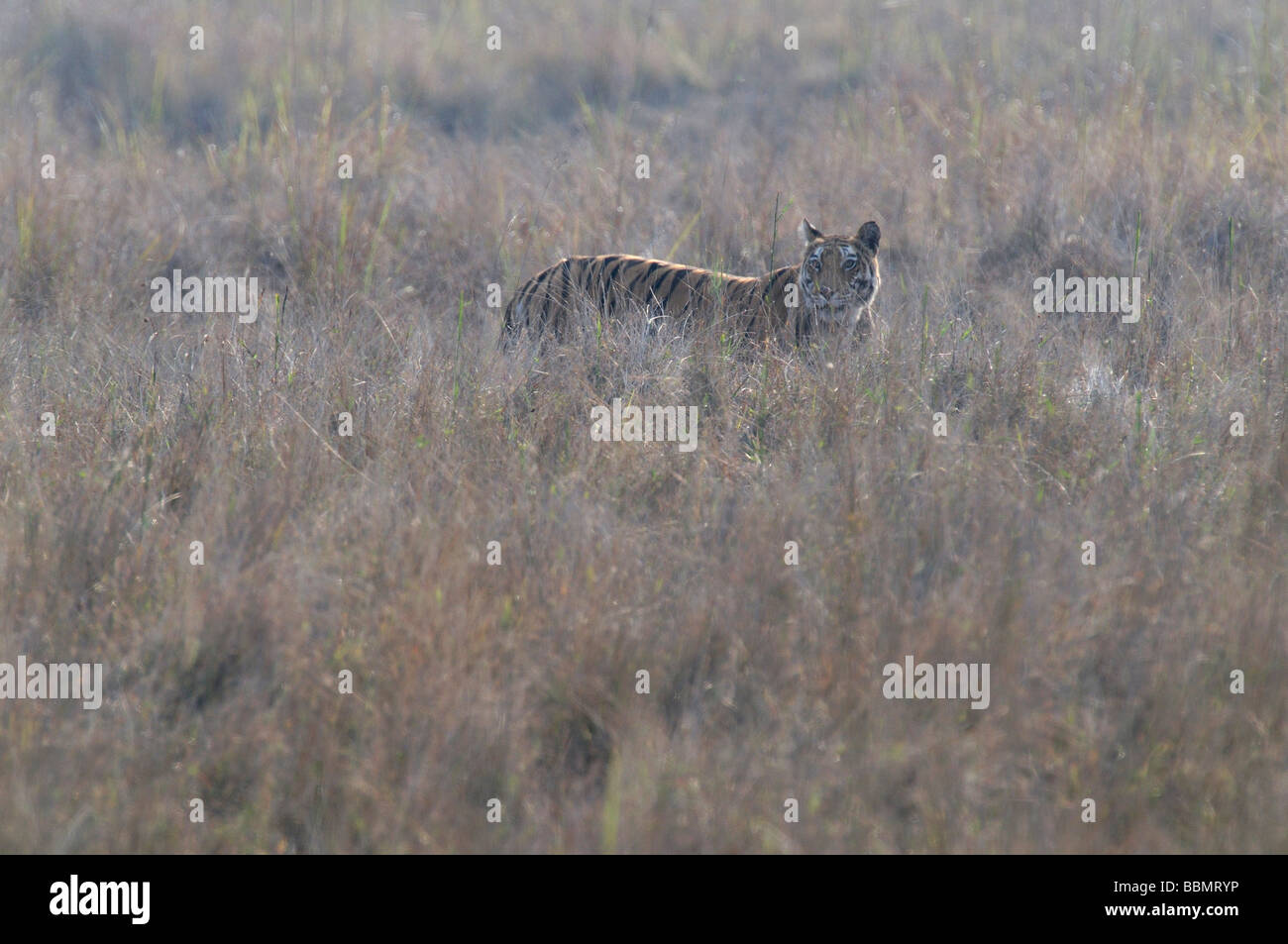 Royal bengal tiger grass hi-res stock photography and images - Alamy