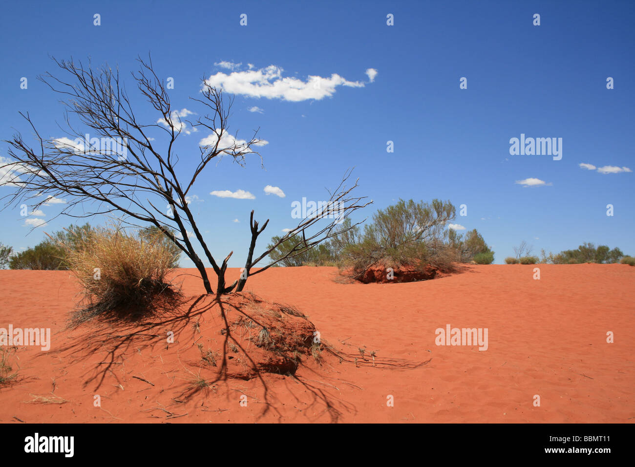 Centre shot tree hi-res stock photography and images - Alamy