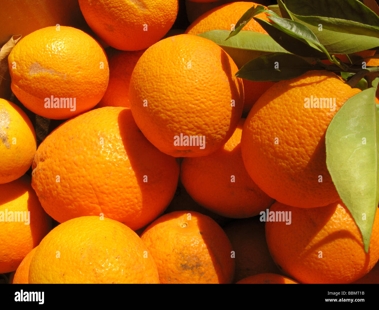 Harvest navel orange hi-res stock photography and images - Alamy