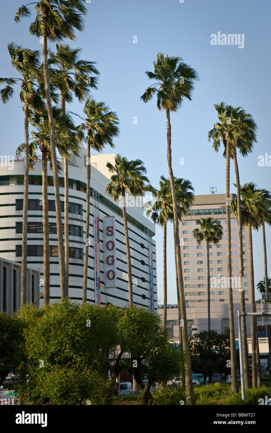 Sogo palm hi-res stock photography and images - Alamy