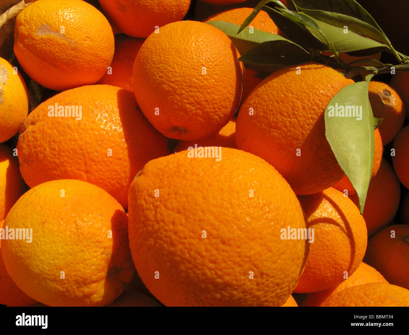 Freshly picked organic navel oranges Stock Photo - Alamy