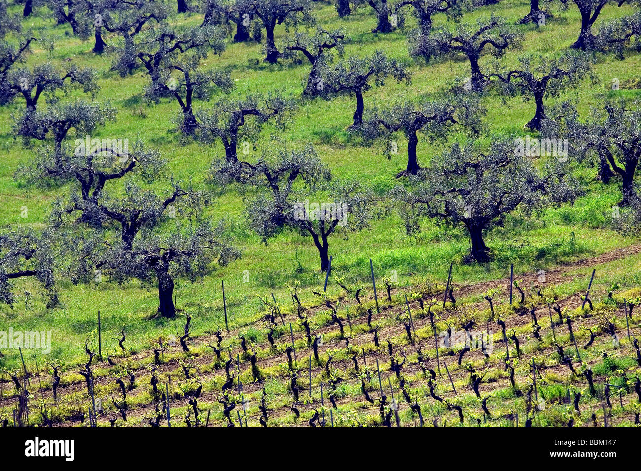 Sicily olive tree hi-res stock photography and images - Alamy