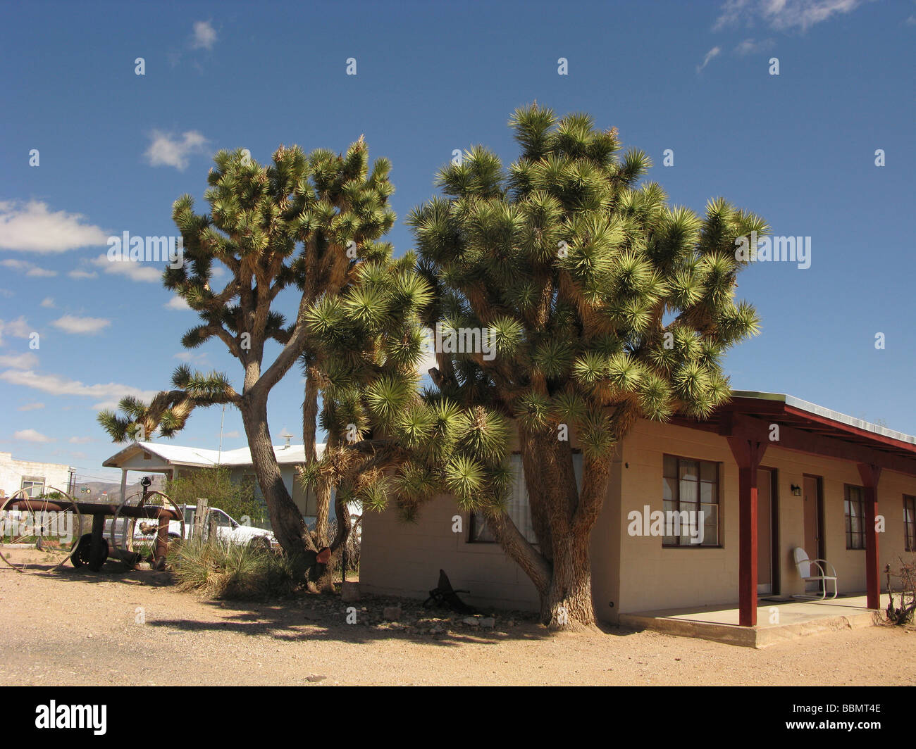 Joshua trees,roadside,route66,in landscape,sunny Stock Photo - Alamy