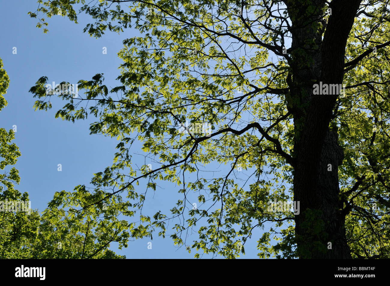Mighty oak tree hi-res stock photography and images - Alamy