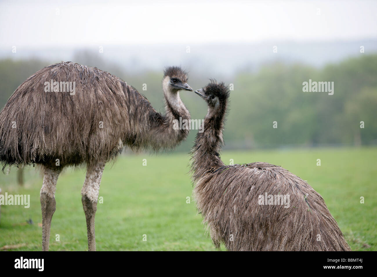 A young male and female Emu together Stock Photo - Alamy