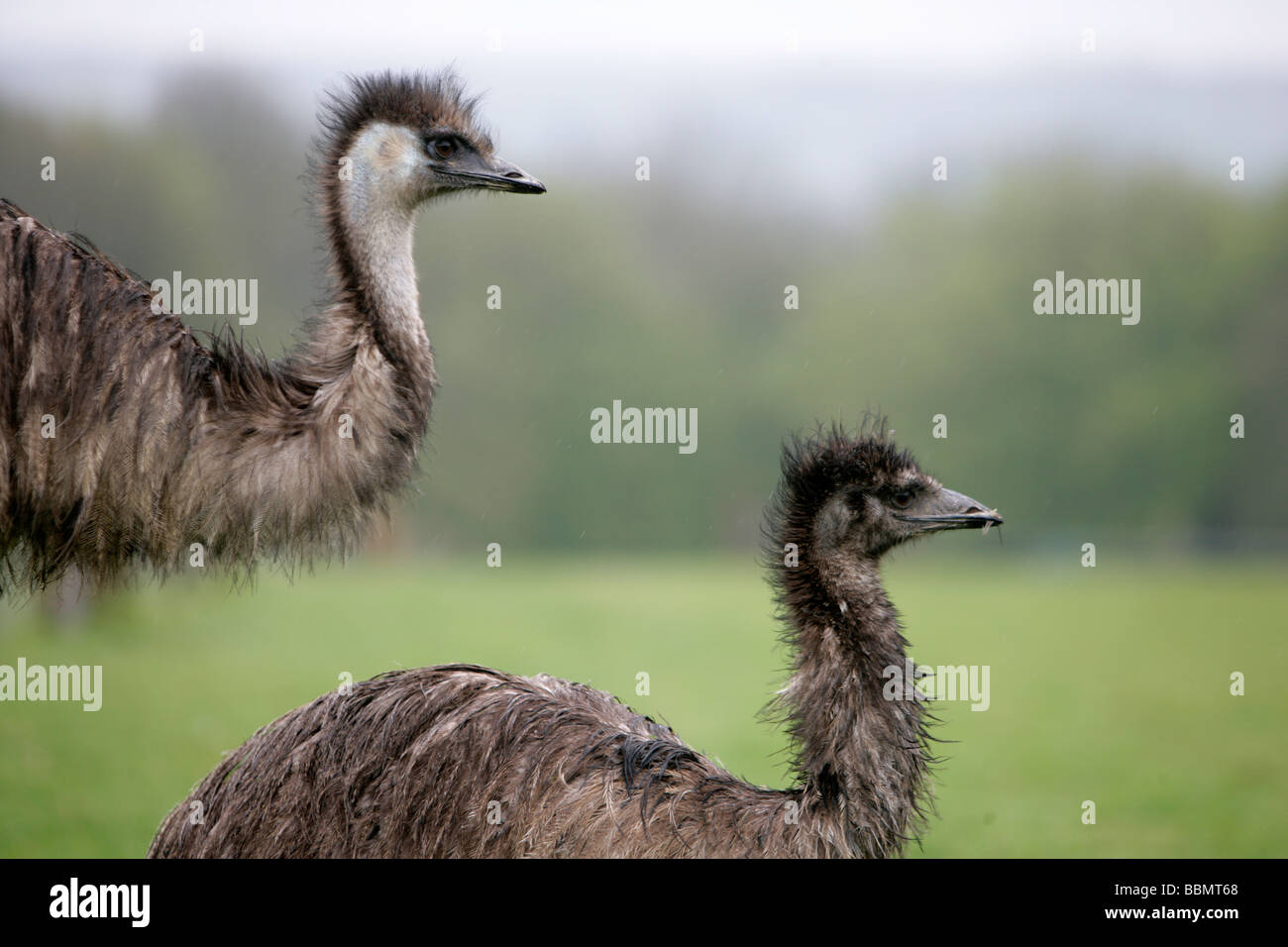 Emu Chicks Stock Photos & Emu Chicks Stock Images - Alamy