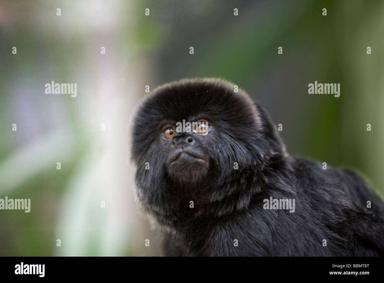 Monkey living hi-res stock photography and images - Alamy