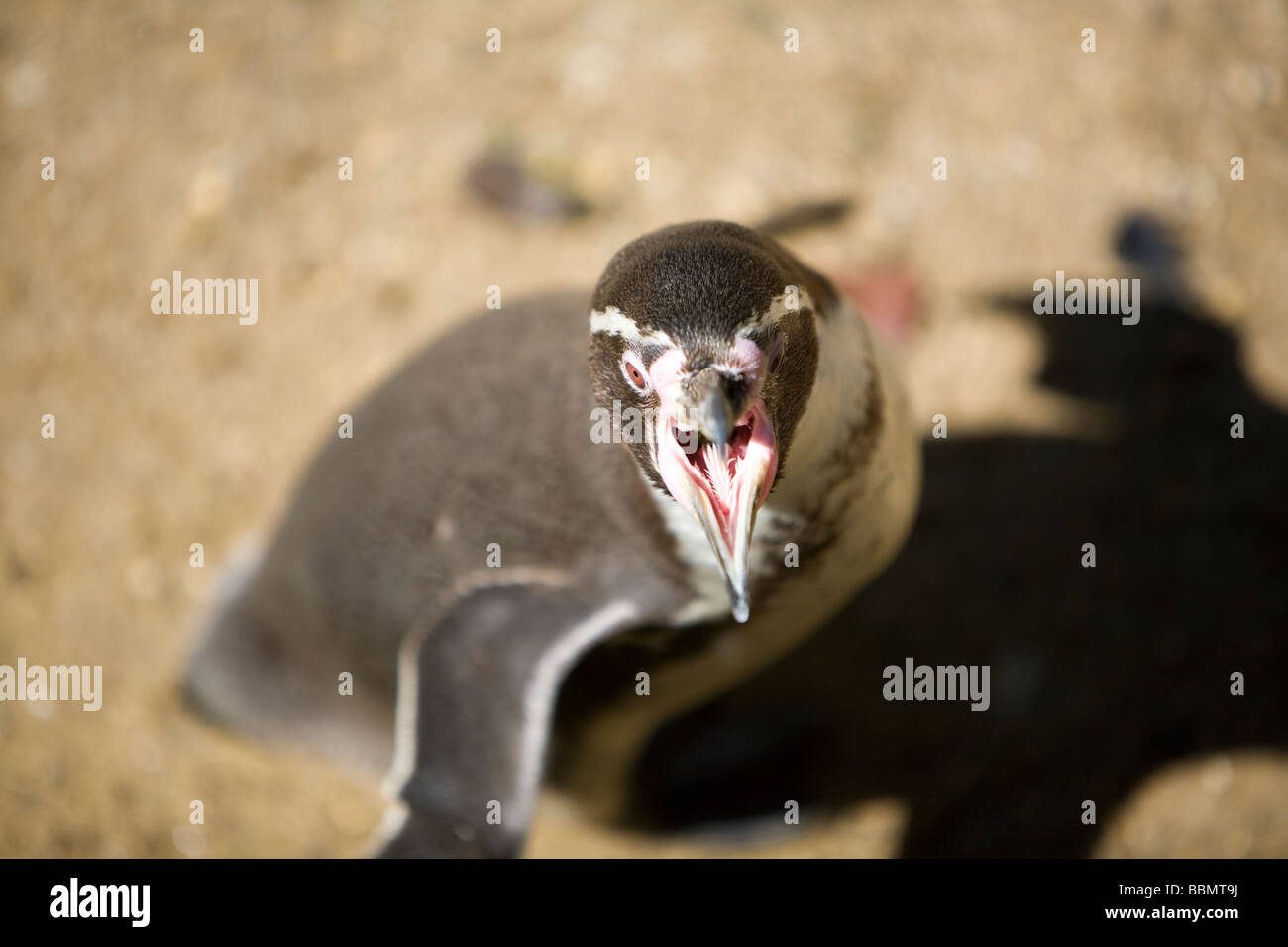 Penguin headshot hi-res stock photography and images - Alamy