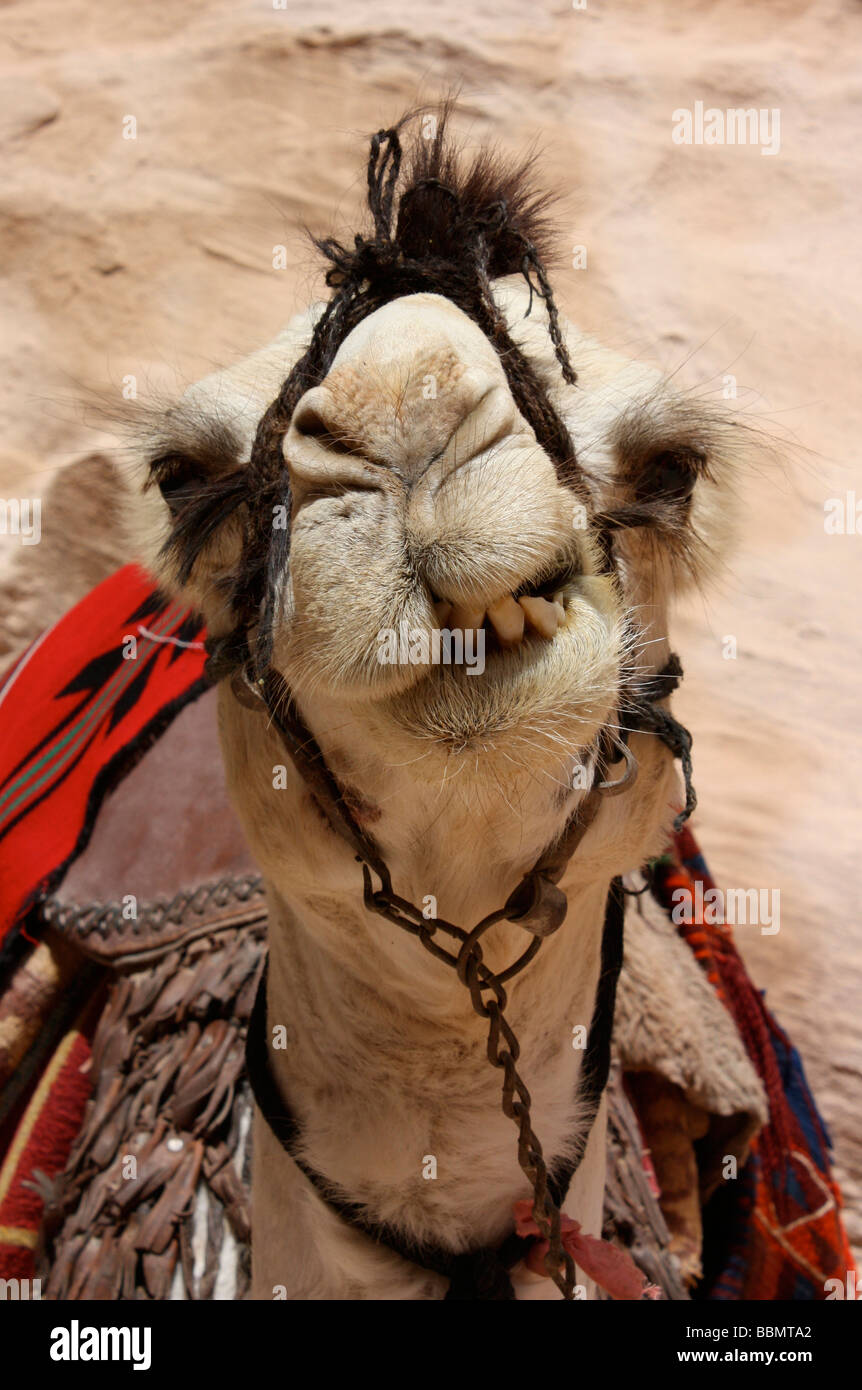 Funny camel face hi-res stock photography and images - Alamy