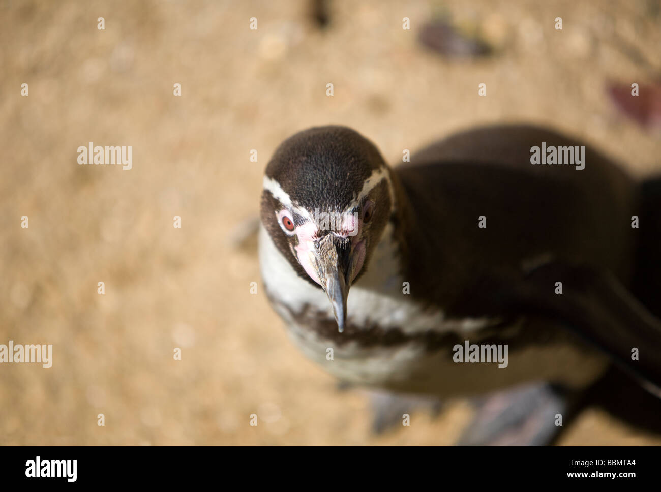 Animal Instincts High Resolution Stock Photography and Images - Alamy