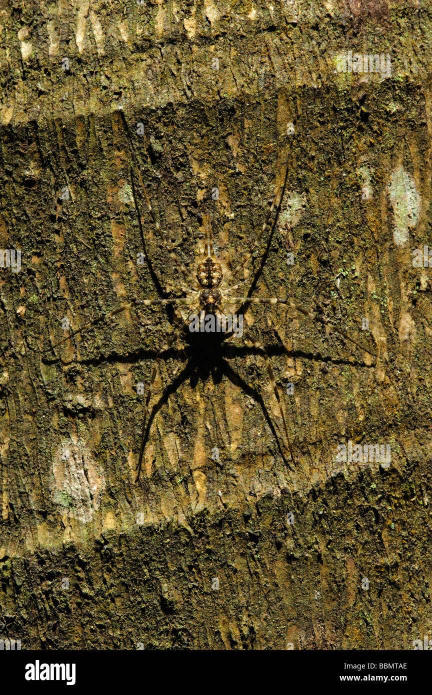 Shadow of a spider Stock Photo - Alamy
