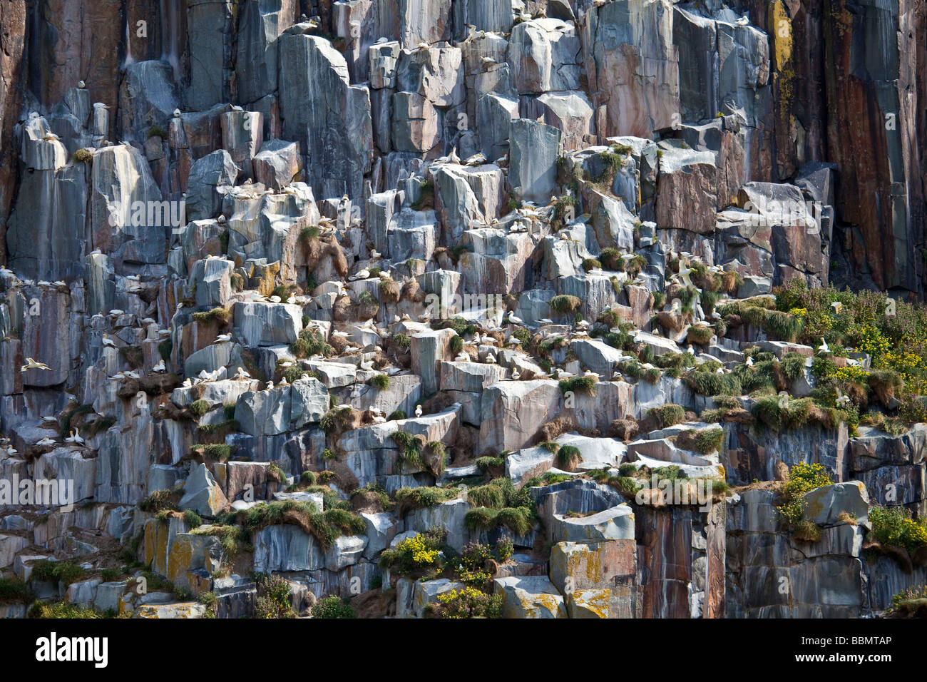 Northern Gannet (Morus bassanus, fka Sula bassana), on Ailsa Craig, a ...