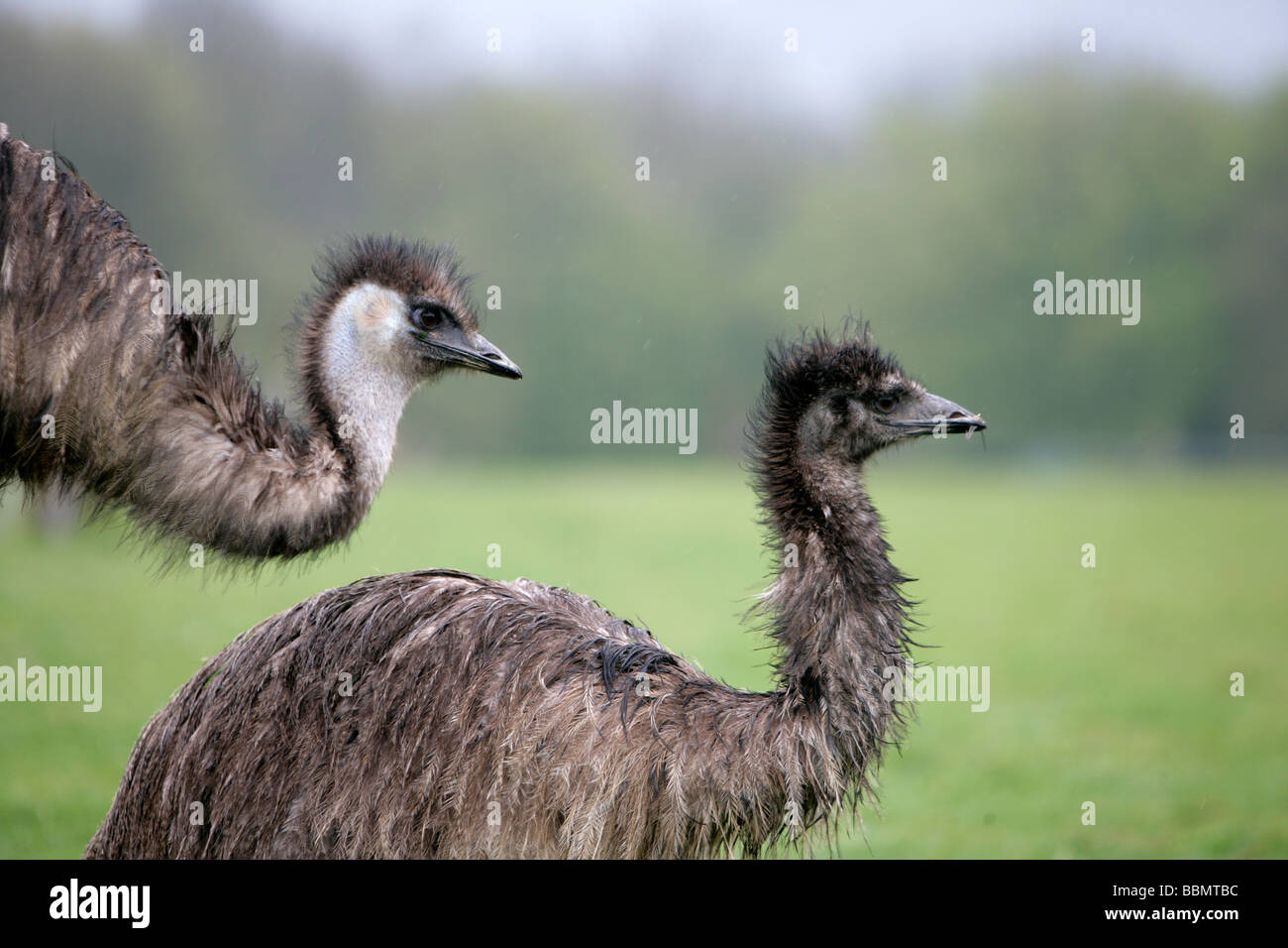 Emu eggs hi-res stock photography and images - Alamy