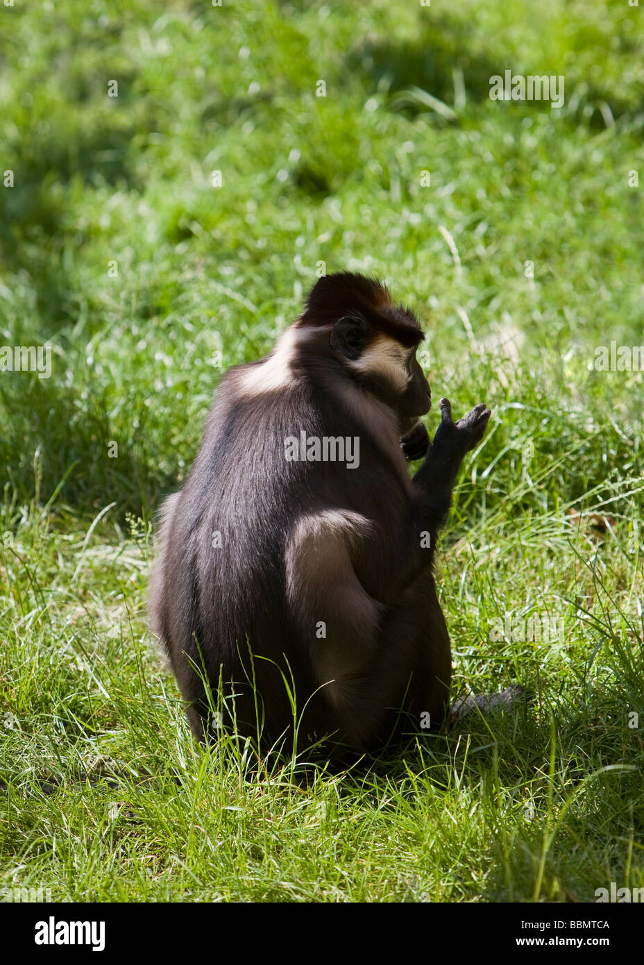 Monkey pic hi-res stock photography and images - Alamy