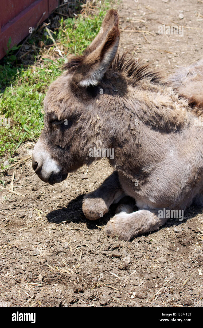 Miniature donkey resting on farm Stock Photo - Alamy