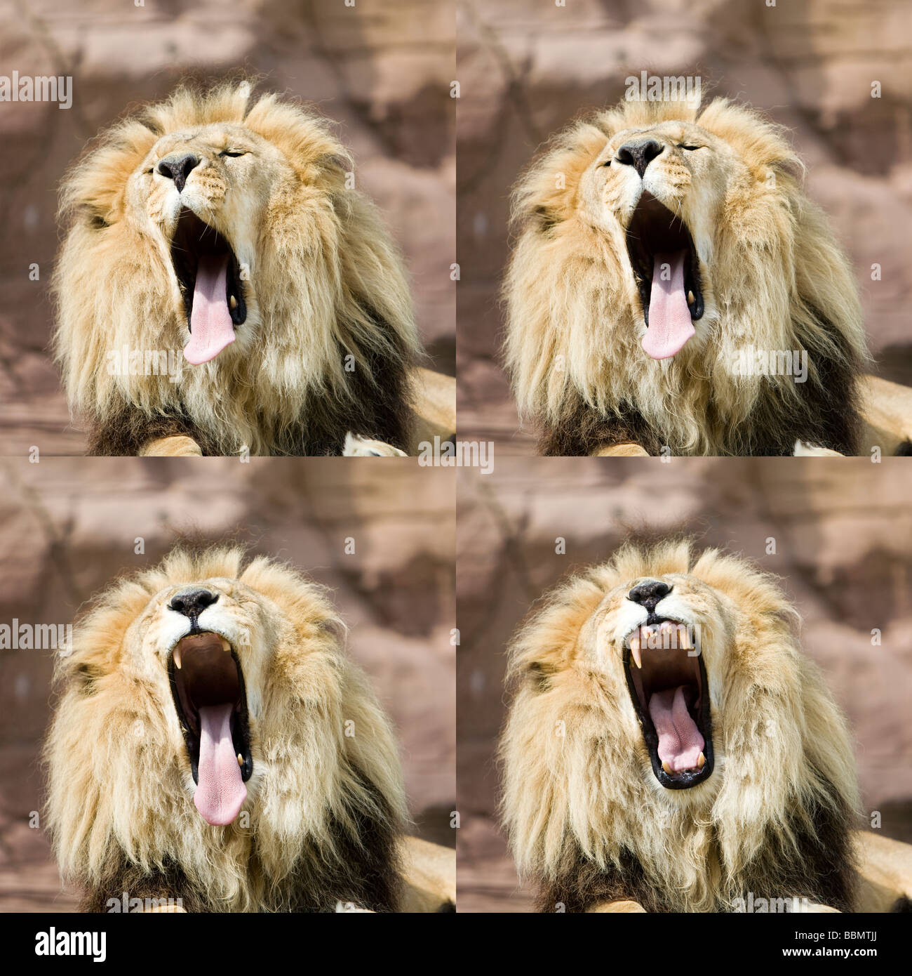 Lion instincts hi-res stock photography and images - Alamy