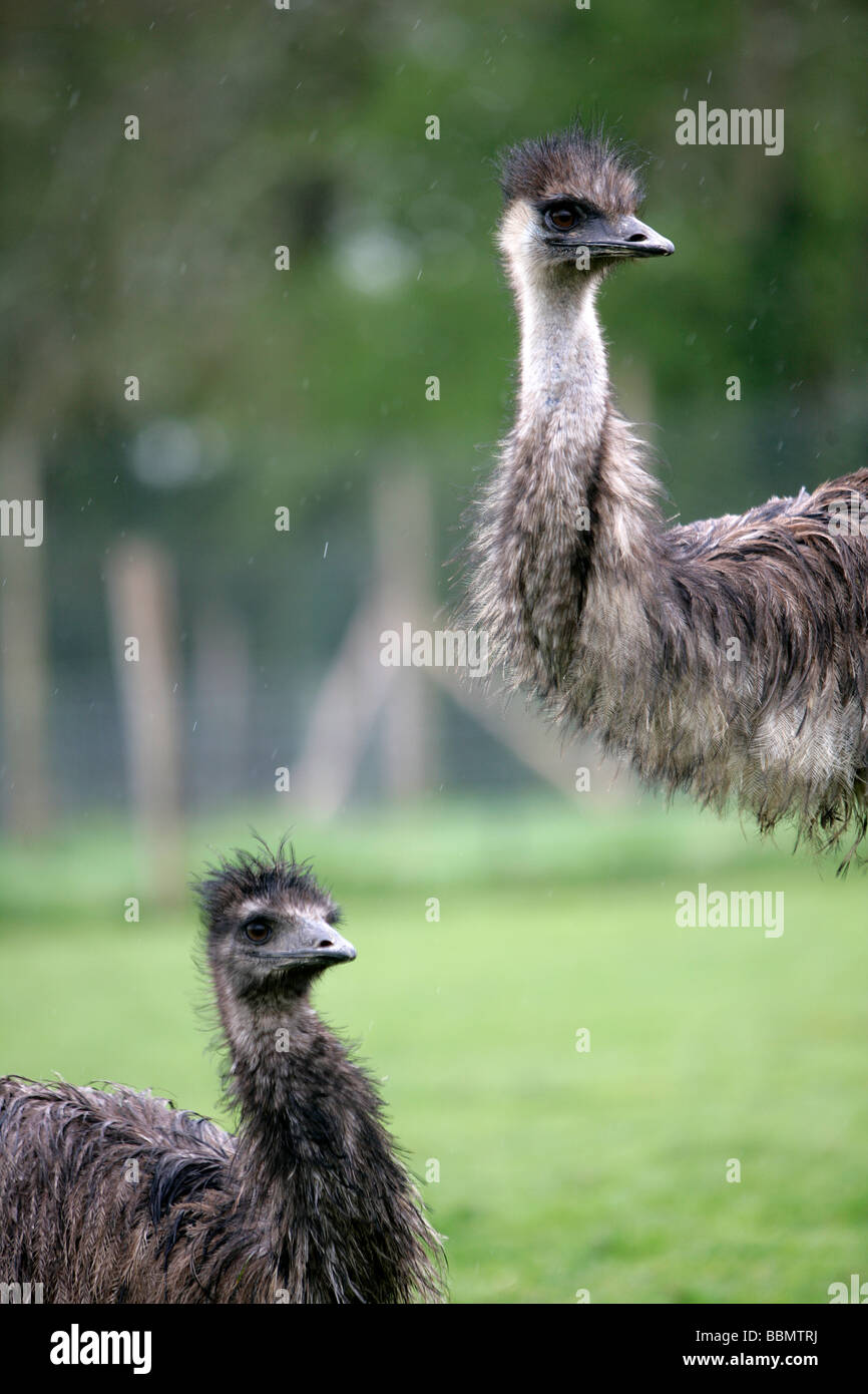 Emu Chicks High Resolution Stock Photography and Images - Alamy