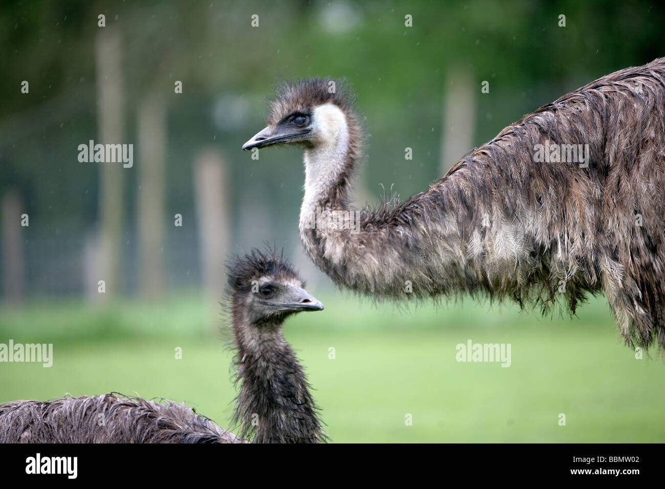 Emu Chicks High Resolution Stock Photography and Images - Alamy