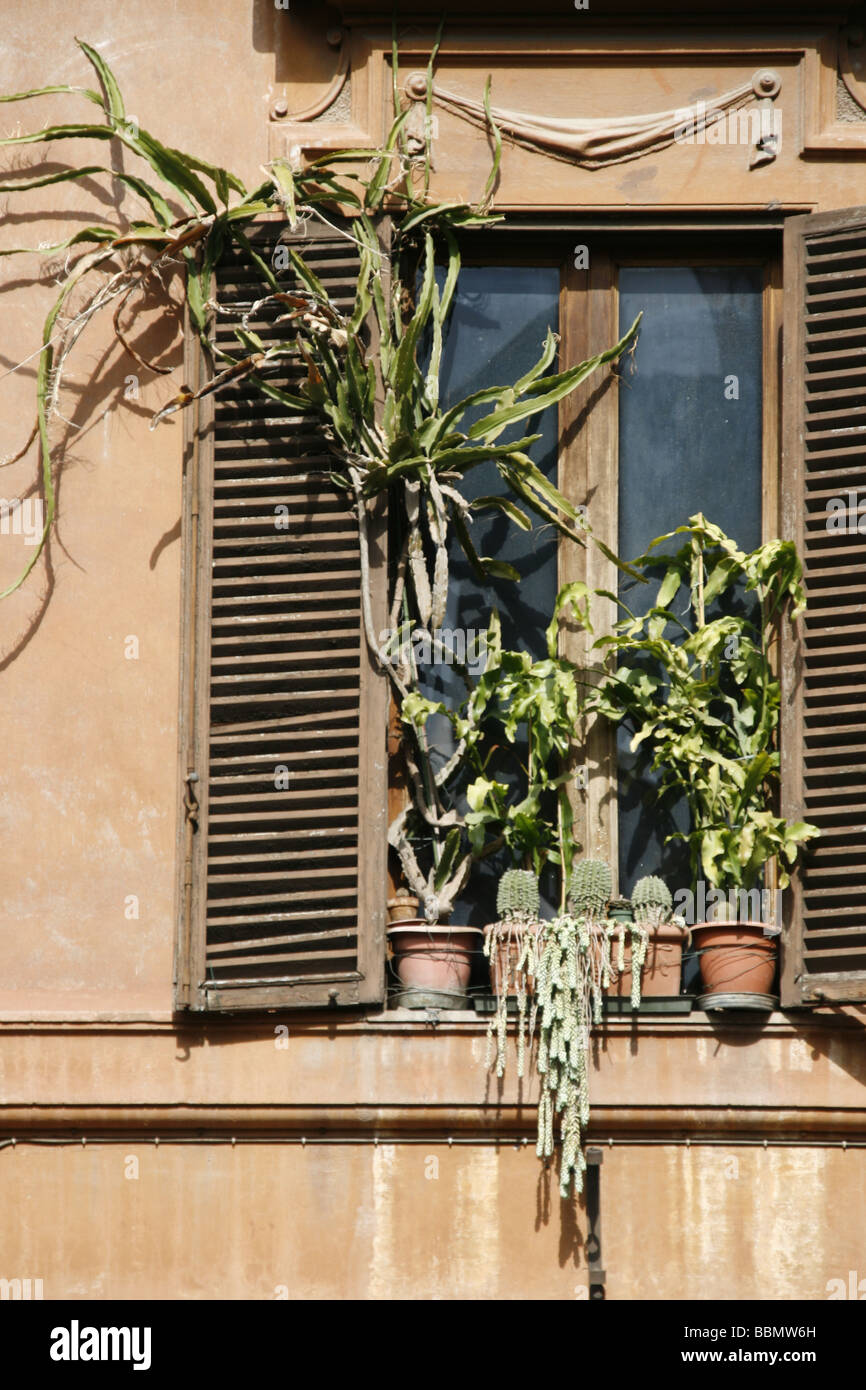overgrown pot plants in window in rome italy Stock Photo - Alamy
