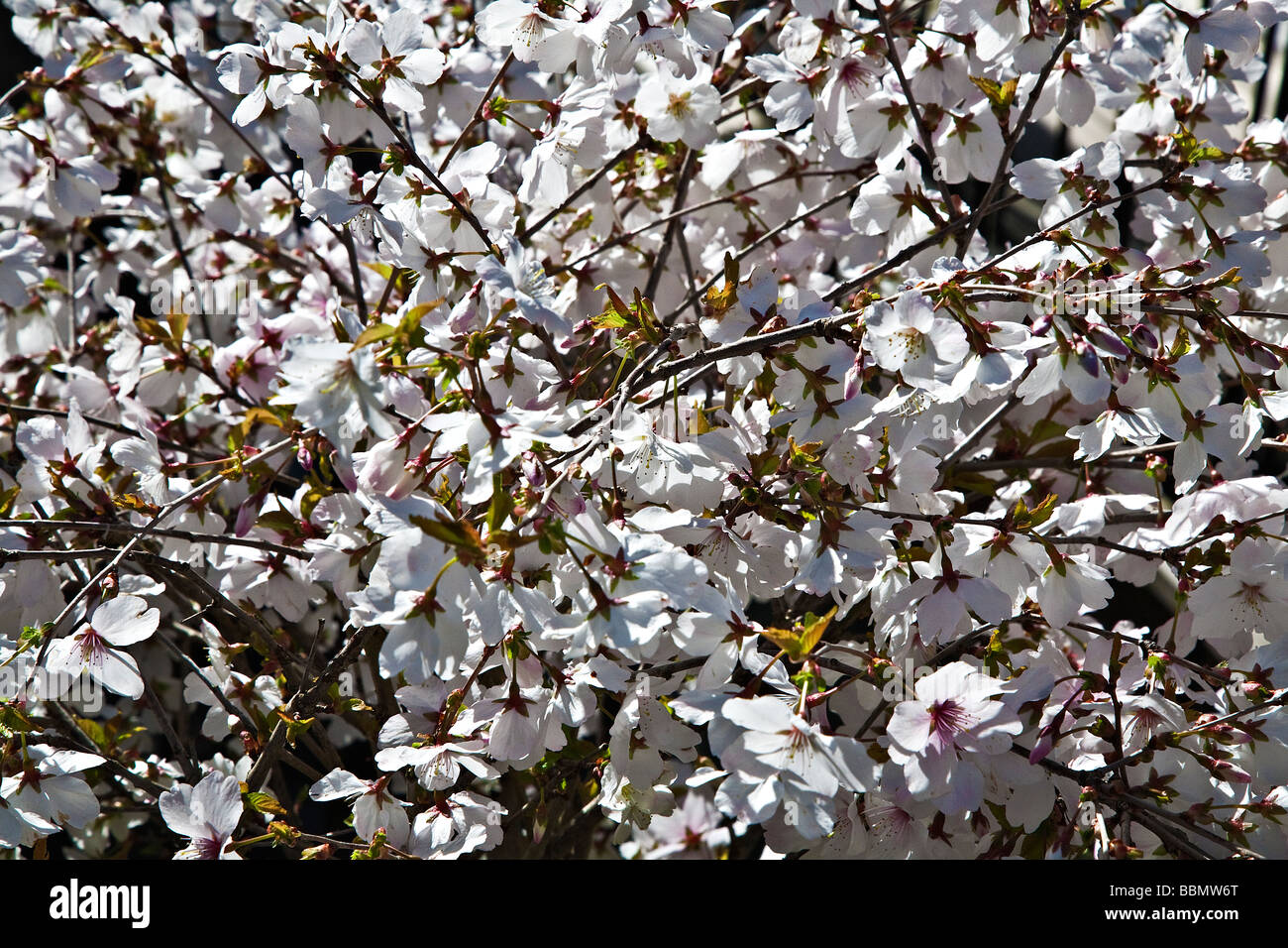 Prunus incisa the bride hi-res stock photography and images - Alamy