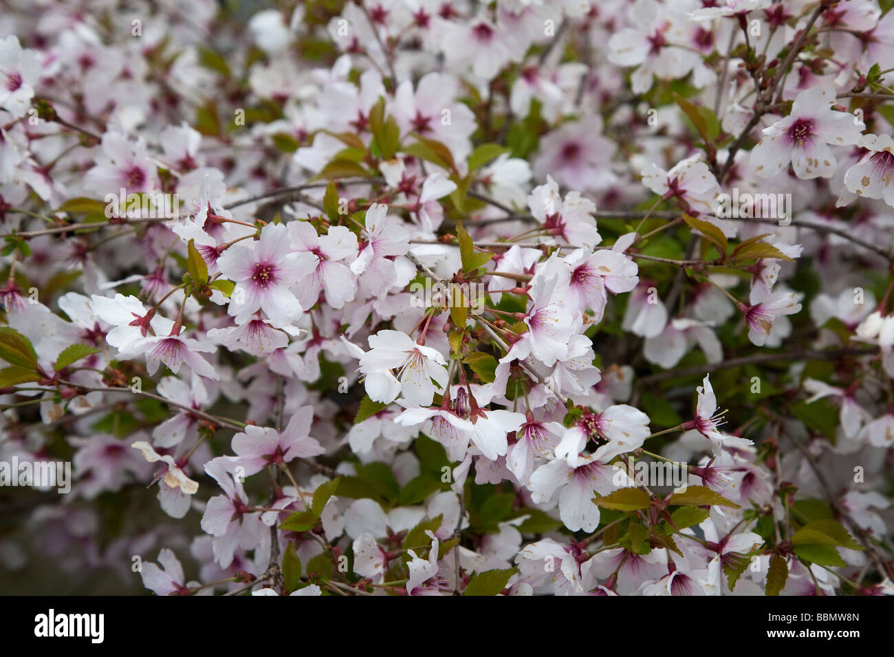Prunus incisa the bride hi-res stock photography and images - Alamy