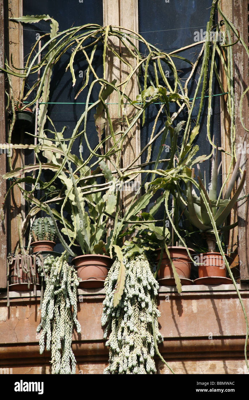 Balcony with overgrown plants hi-res stock photography and images - Alamy