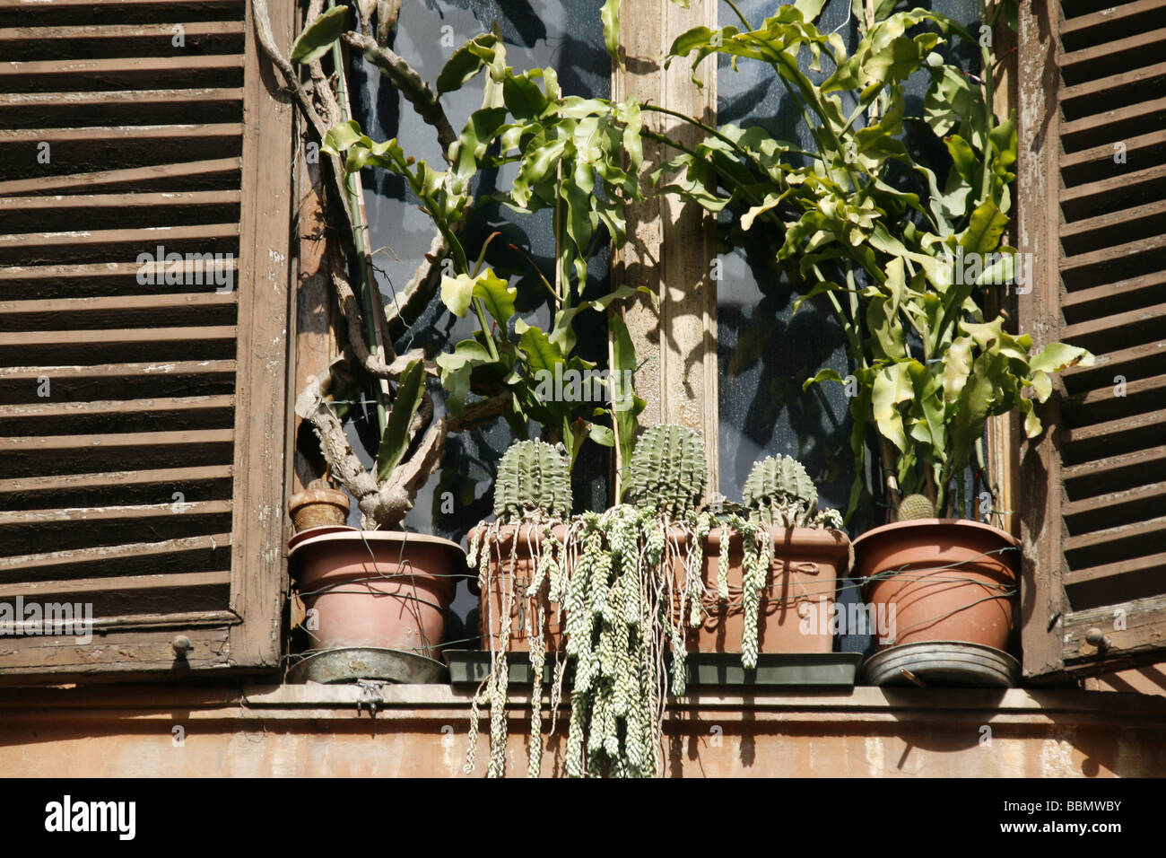 overgrown pot plants in window in rome italy Stock Photo - Alamy