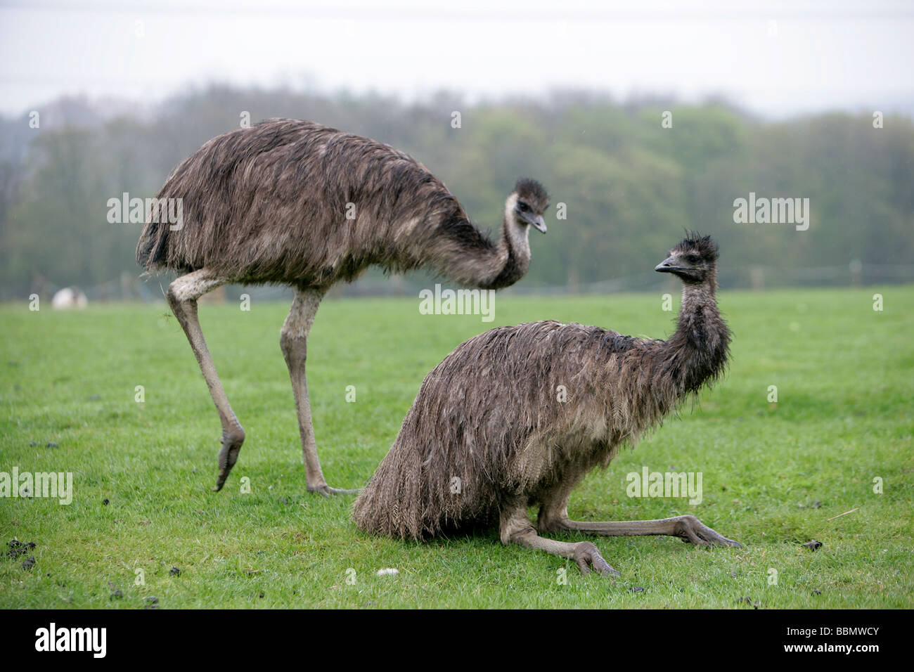 Emu Chicks Stock Photos & Emu Chicks Stock Images - Alamy