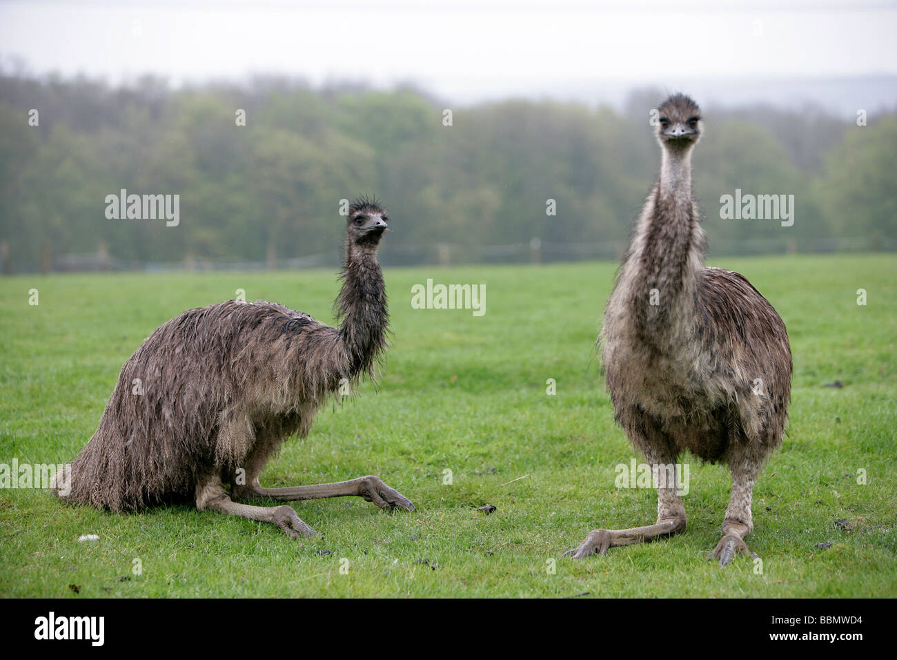 Emu eggs hi-res stock photography and images - Alamy
