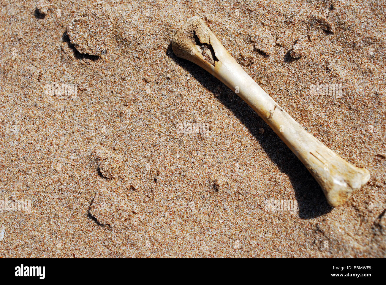Bone on the Beach Stock Photo - Alamy