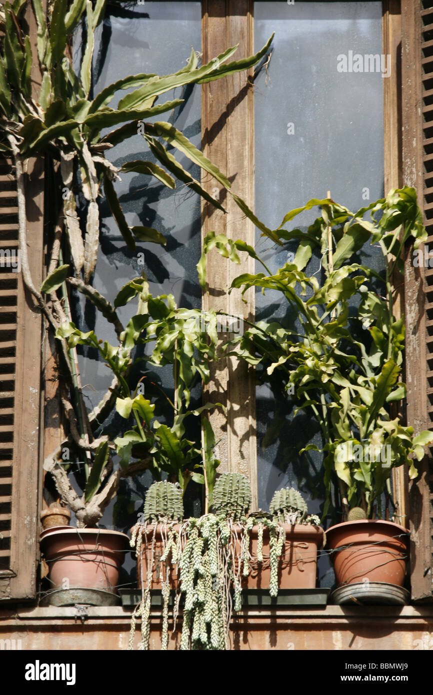 overgrown pot plants in window in rome italy Stock Photo - Alamy