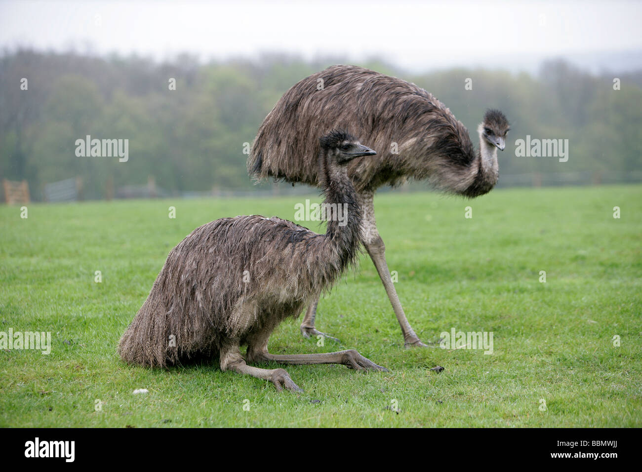 Emu eggs hi-res stock photography and images - Alamy