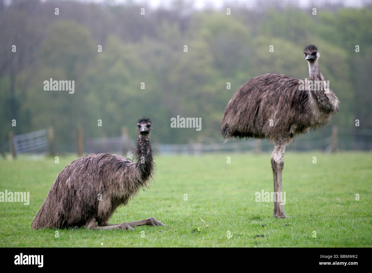 A young male and female Emu together Stock Photo - Alamy