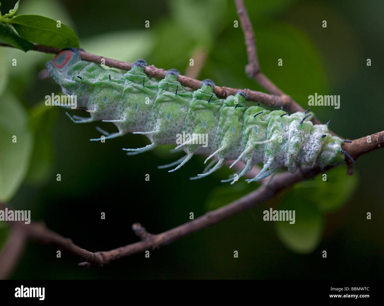 Atlas Moth Caterpillar Juvenile Atlas Moth Caterpillar. | David So