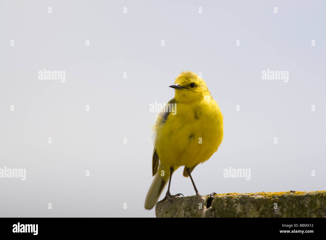 Motacilla flava flavissima hi-res stock photography and images - Alamy