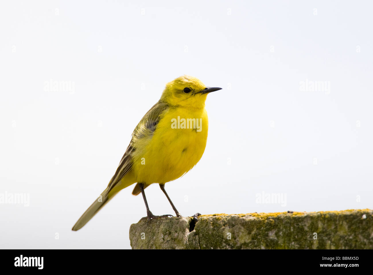 Yellow Wagtail Motacilla flava Kent UK Summer Stock Photo - Alamy