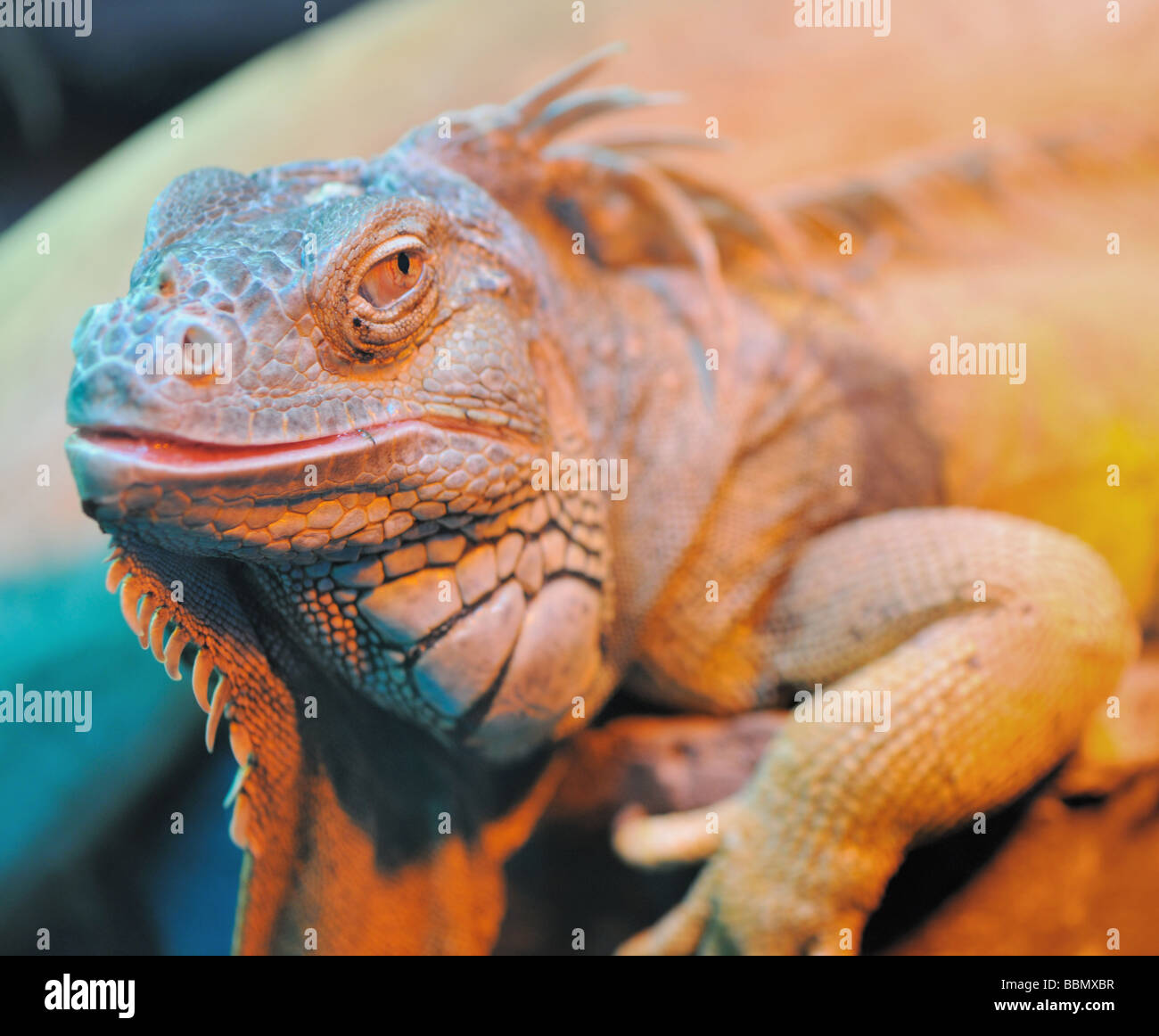 iguana Family of large lizards adapted conditions of a dry climate ...