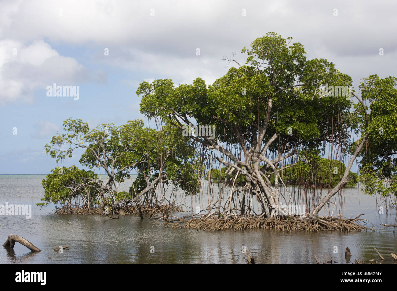 Mangrove tree on the island of Yap, Micronesia Stock Photo - Alamy