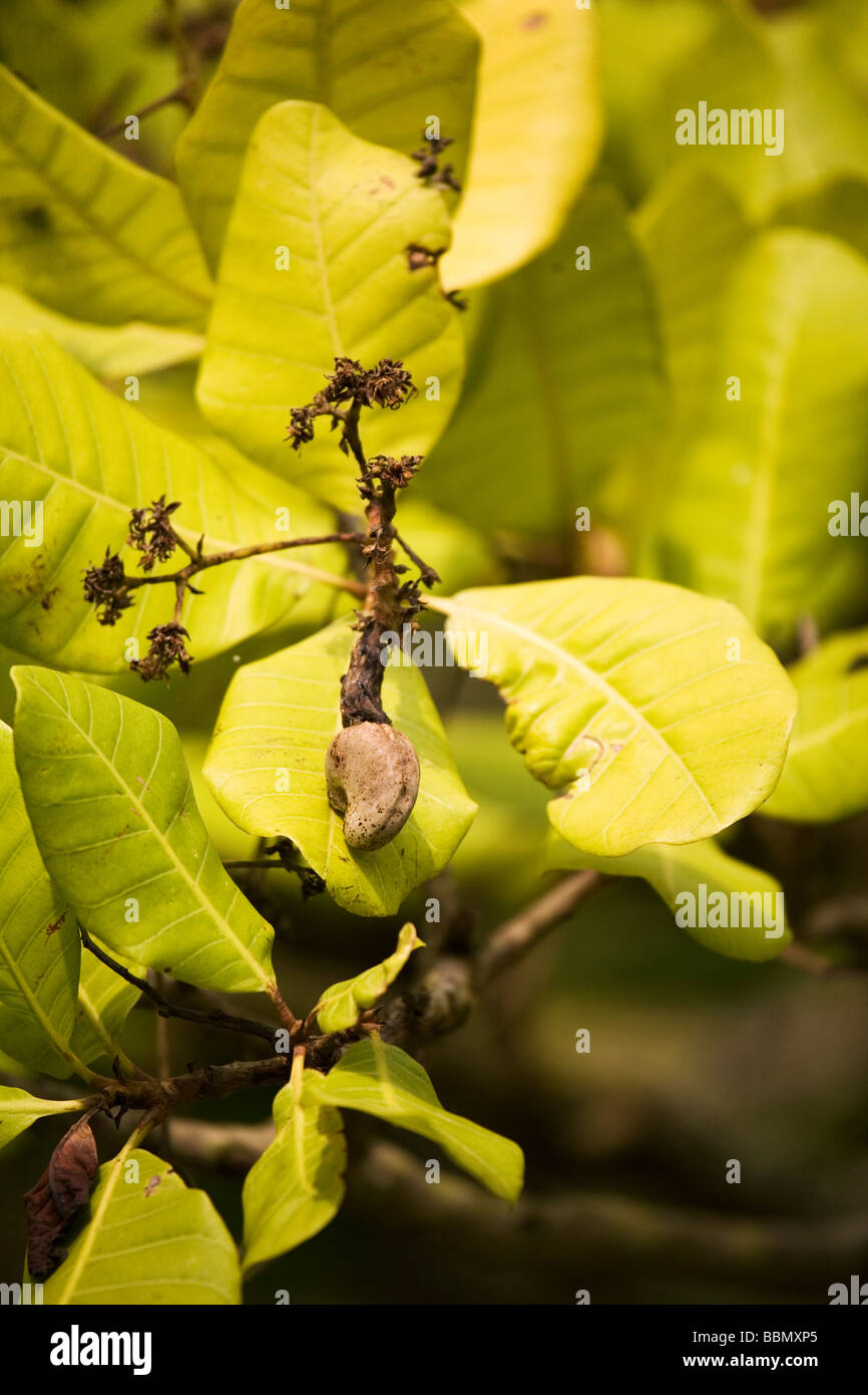 Cashew nut goa hi-res stock photography and images - Alamy