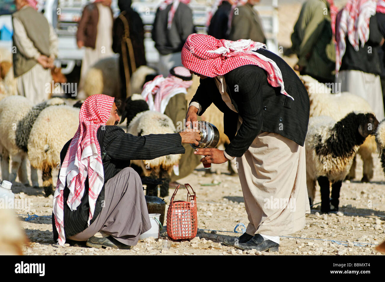 Sheep photos hi-res stock photography and images - Alamy