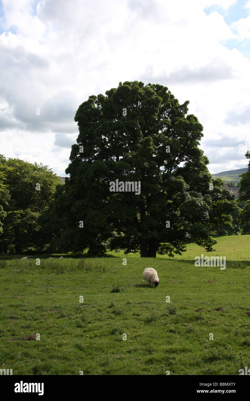 Sheep in front tree hi-res stock photography and images - Alamy