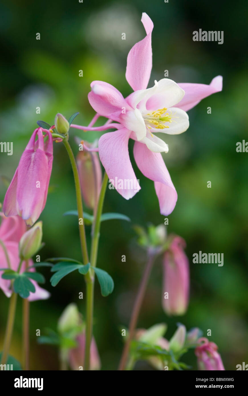 Magic white rose hi-res stock photography and images - Alamy