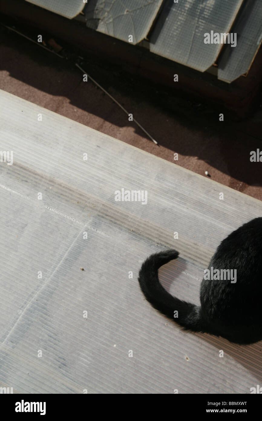 one black cat on flat roof building in city town Stock Photo - Alamy