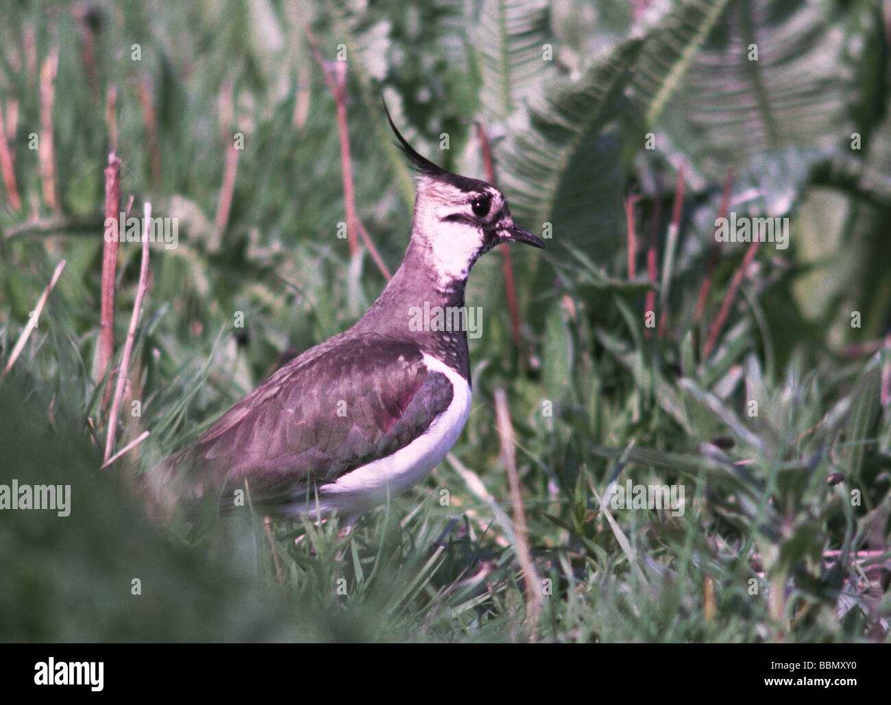 Lapwing;'Vanellus vanellus';Adult walking in thick vegetation Stock ...