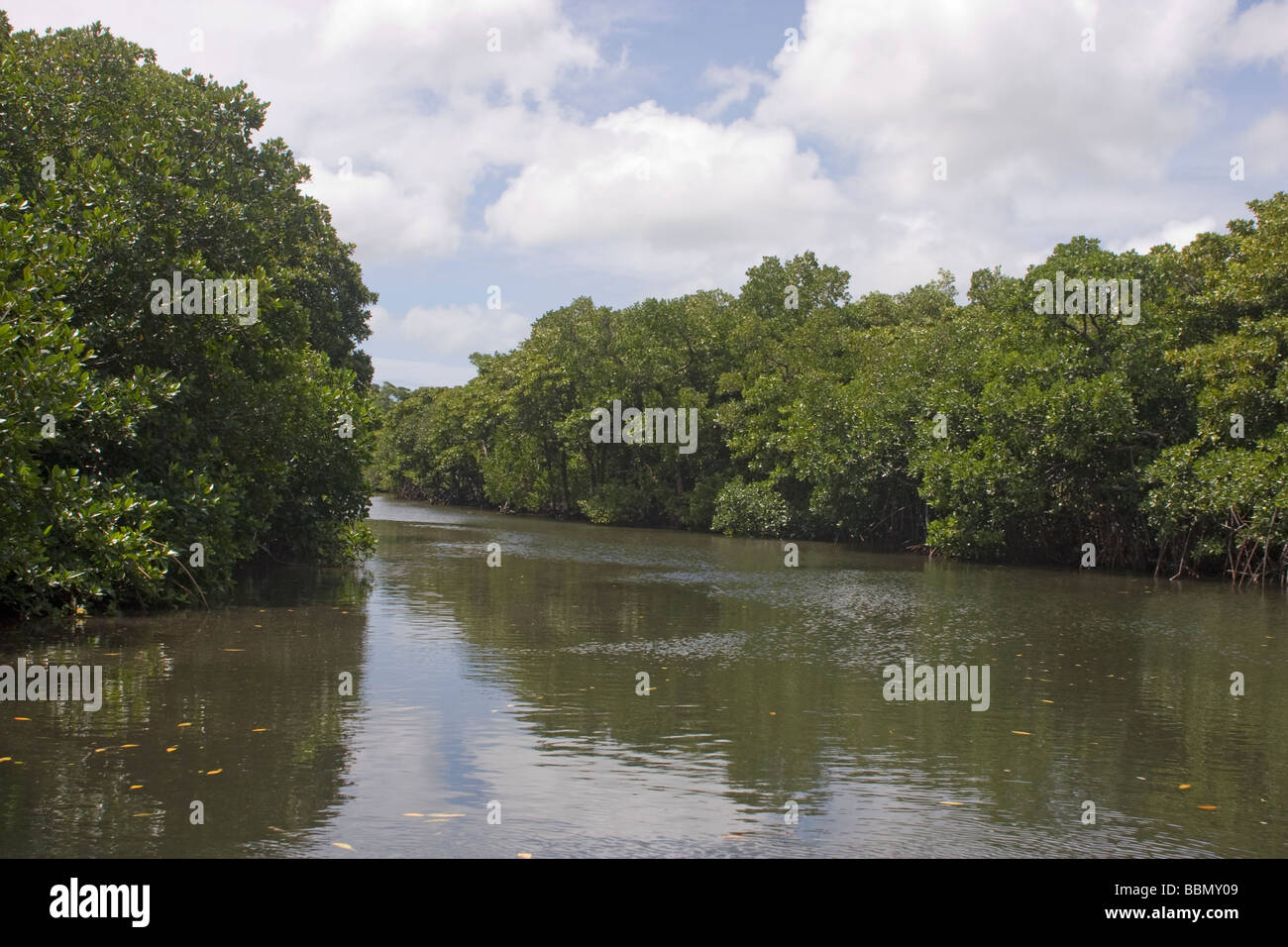 Channel through a mangrove forest on Yap, Micronesia Stock Photo - Alamy