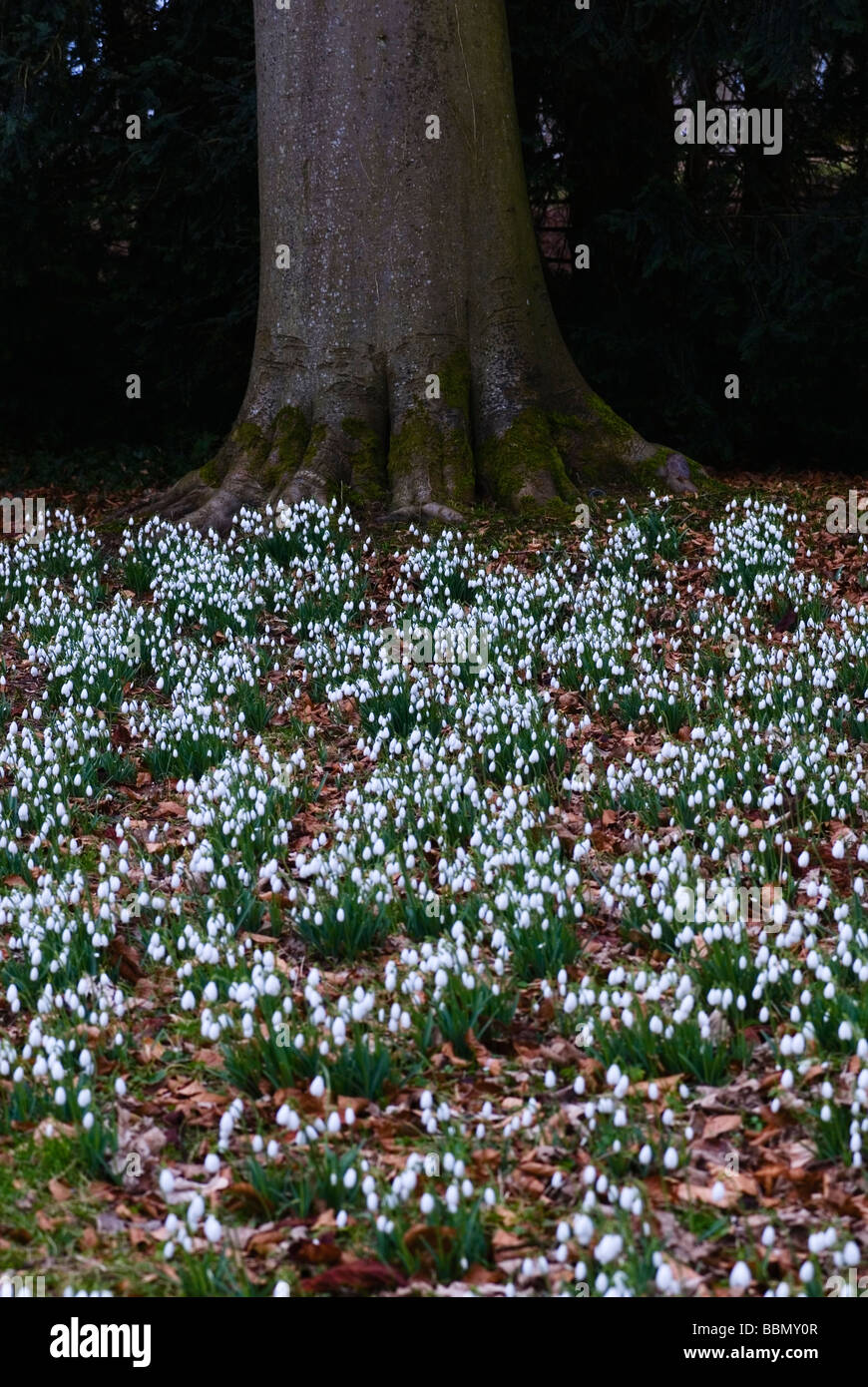 Mass tree planting hi-res stock photography and images - Alamy