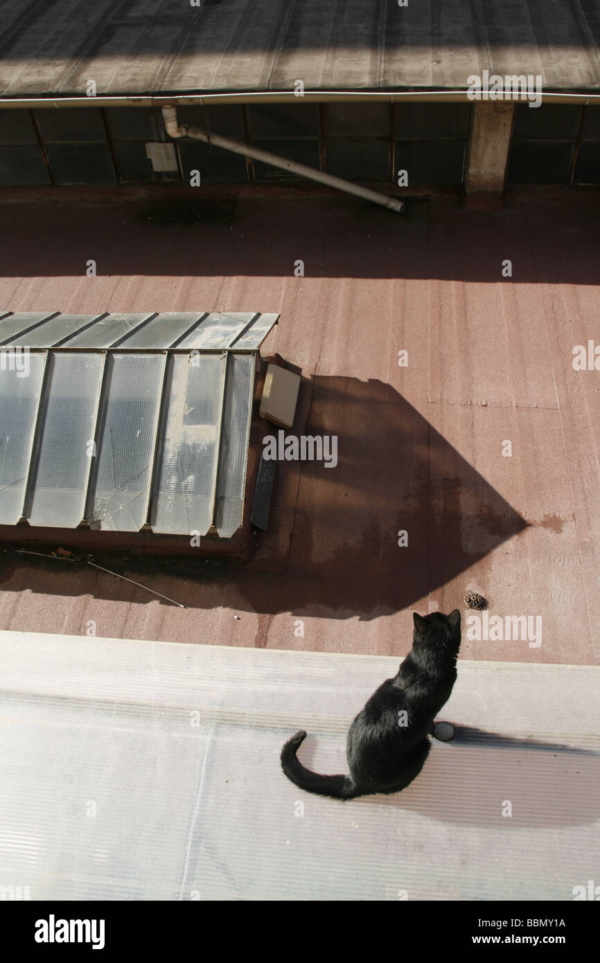 one black cat on flat roof building in city town Stock Photo - Alamy