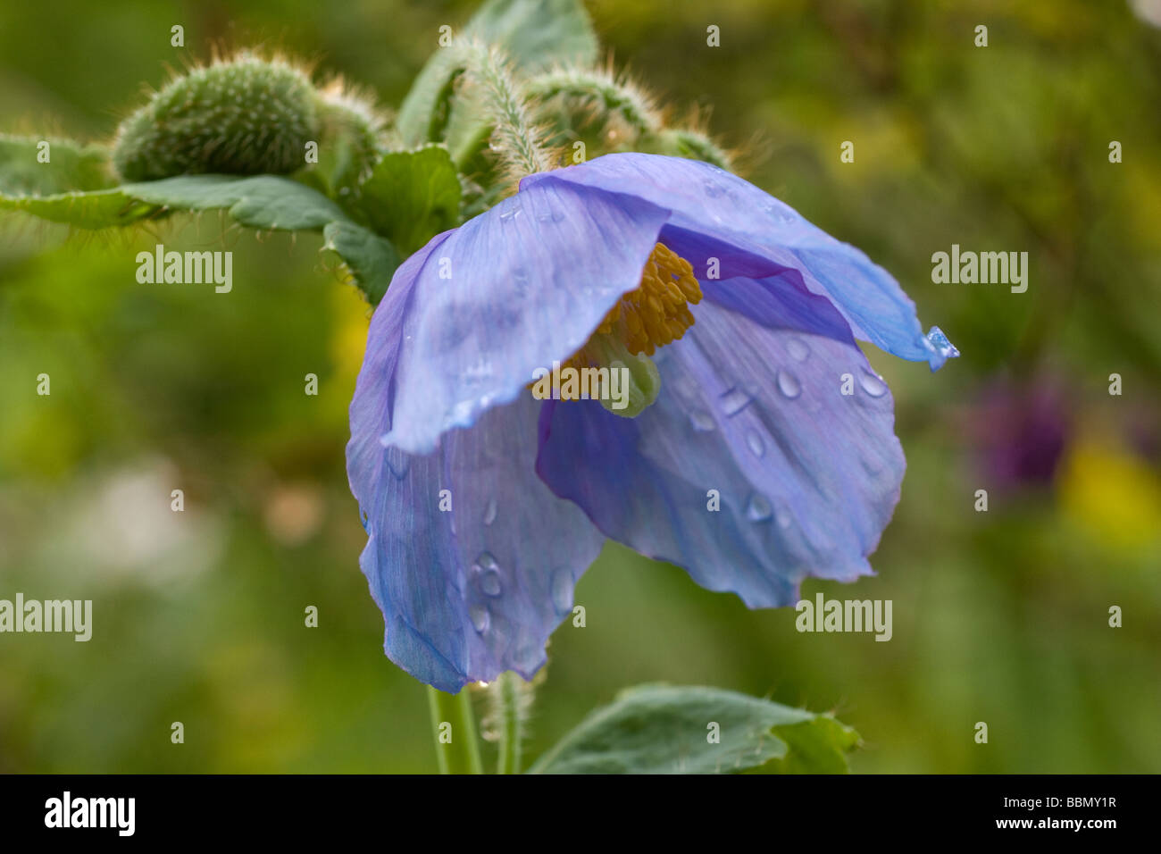 Meconopsis betonicifolia hi-res stock photography and images - Alamy